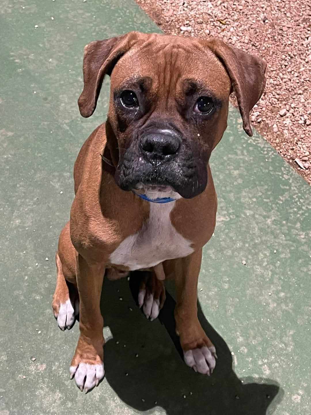 Rowdy - CH Boxer Rescue