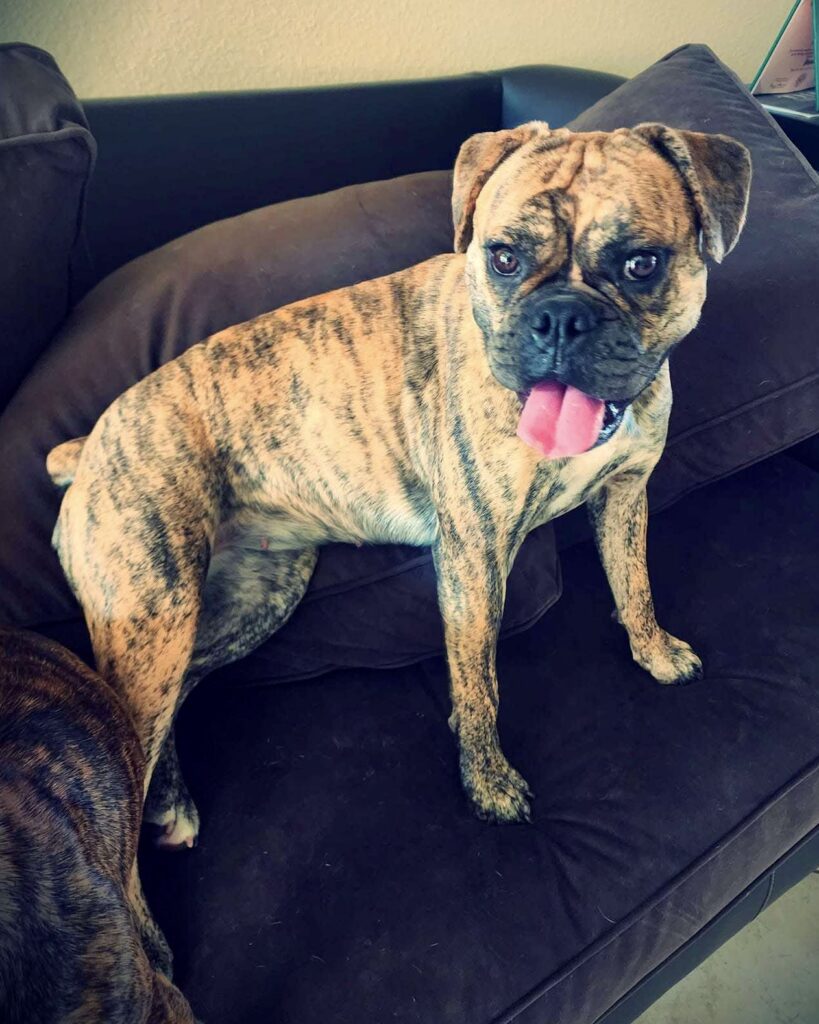 Regal - CH Boxer Rescue