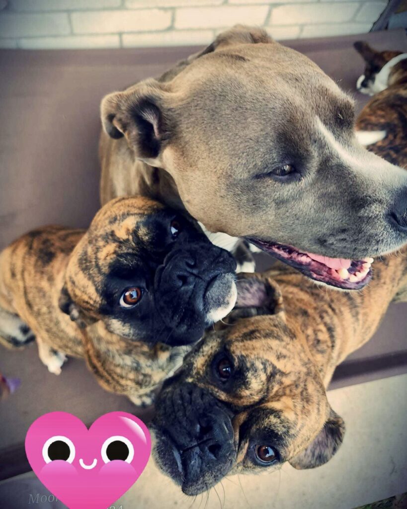 Regal - CH Boxer Rescue