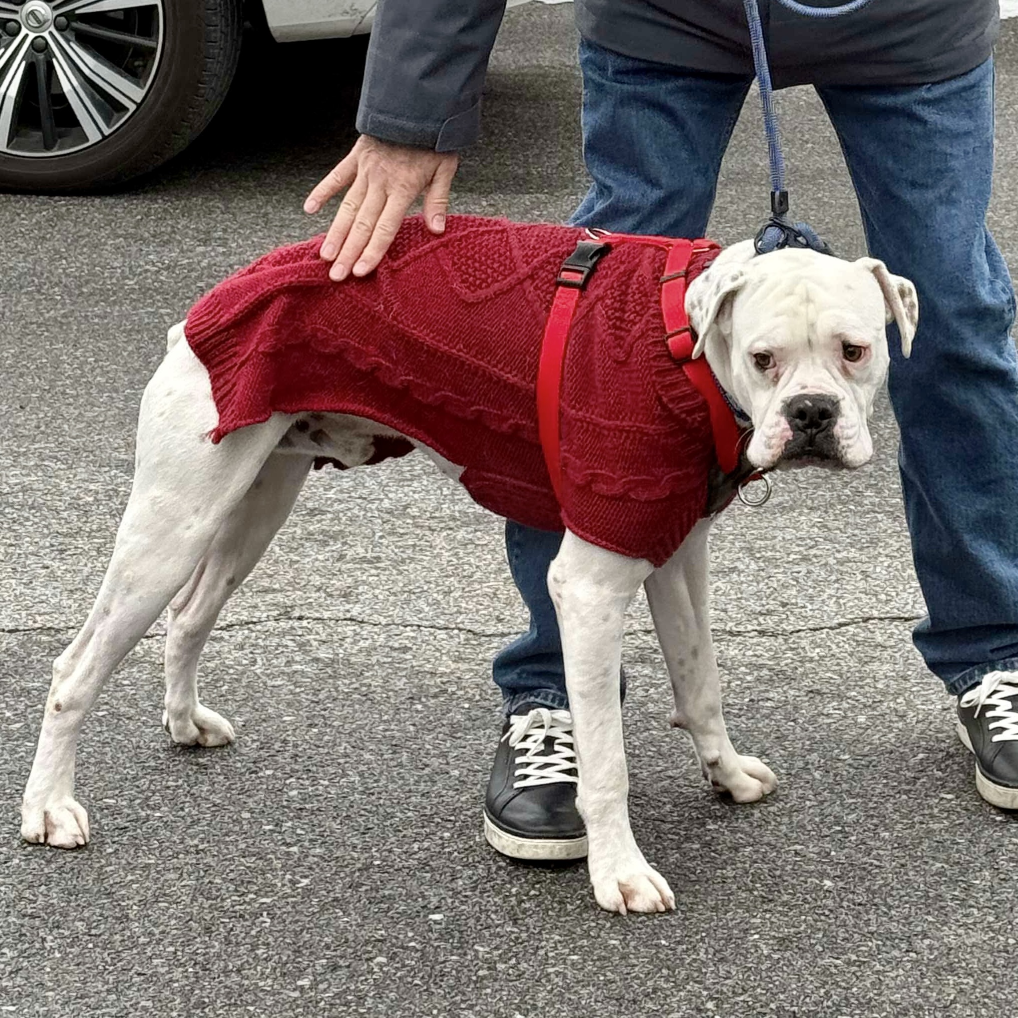 Ferris - CH Boxer Rescue