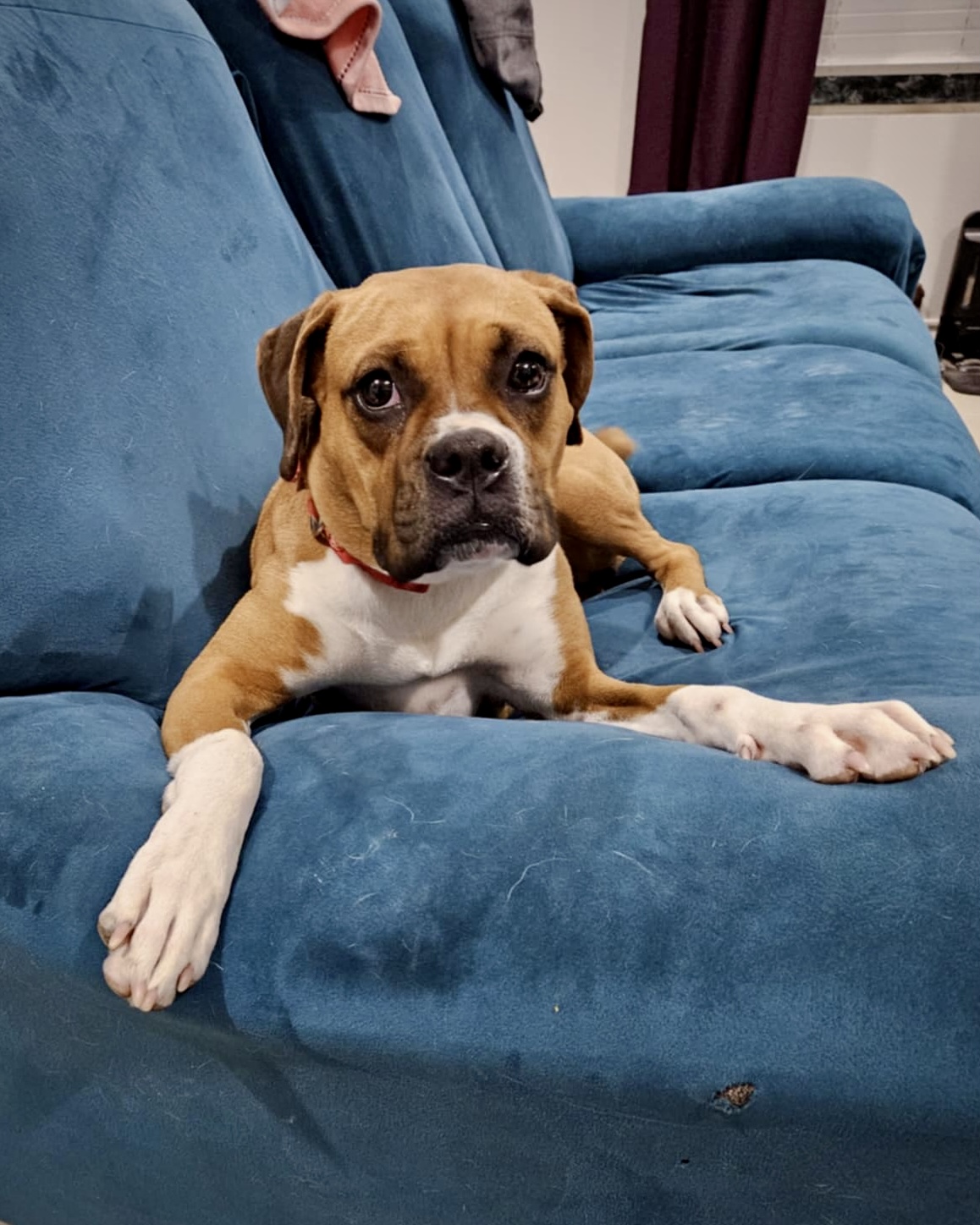 Honey Bun - CH Boxer Rescue