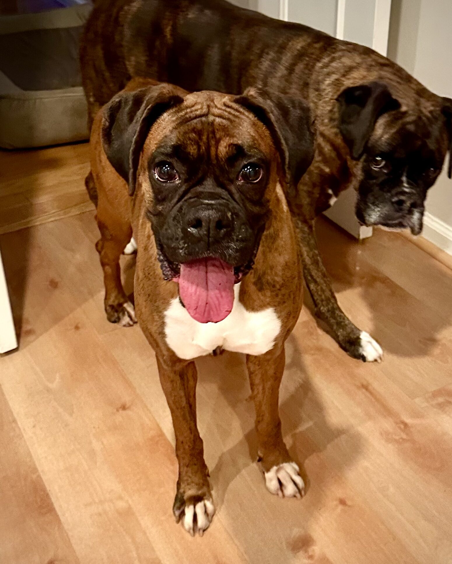 Avery - CH Boxer Rescue