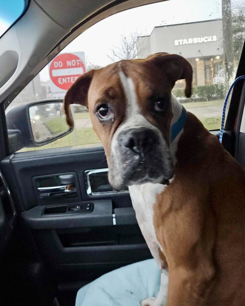 Juliet - CH Boxer Rescue