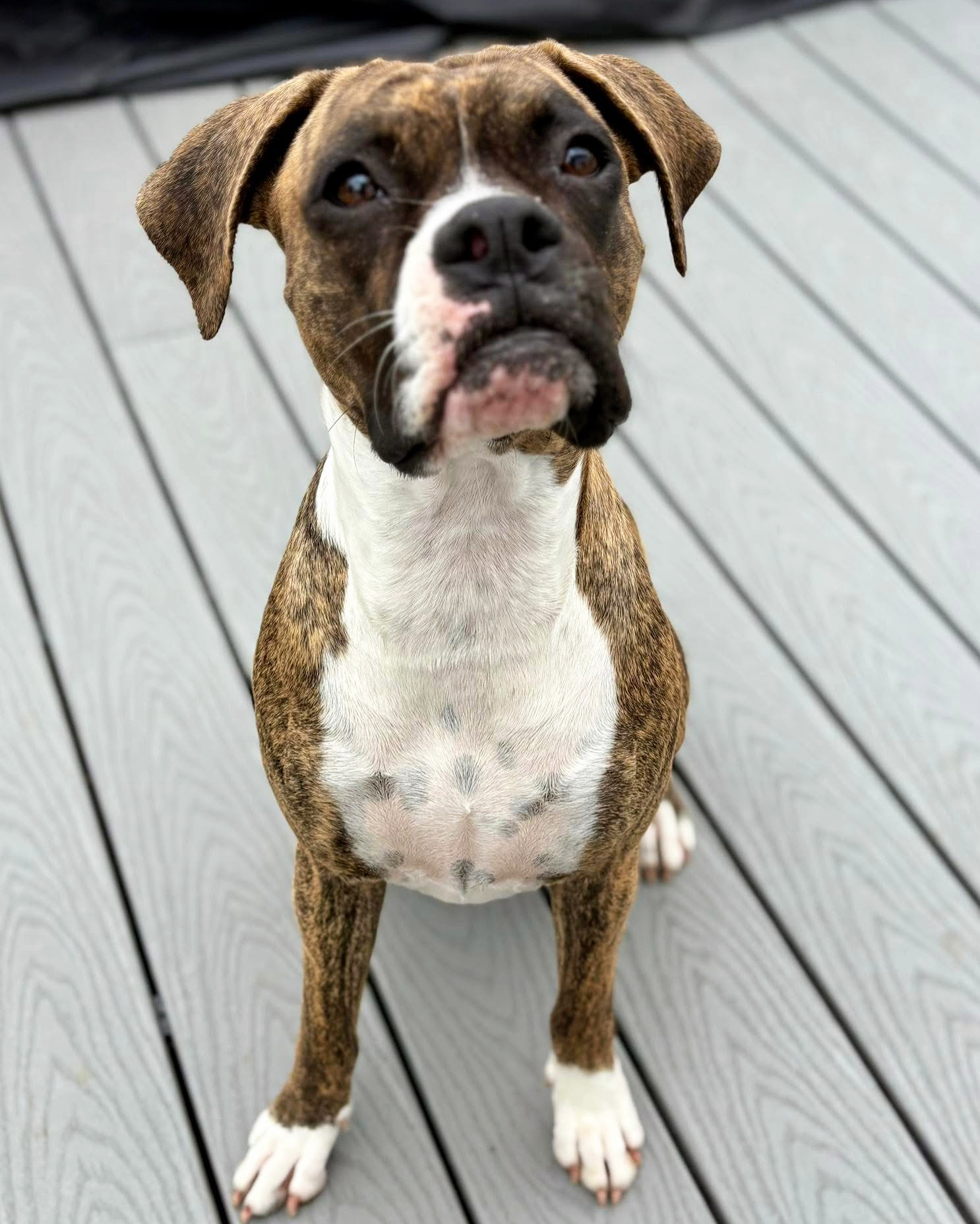 Sugar - CH Boxer Rescue