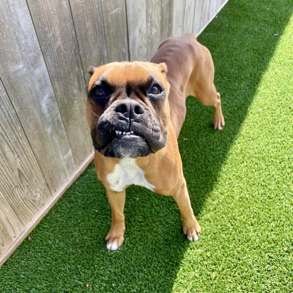 Chiclet - CH Boxer Rescue