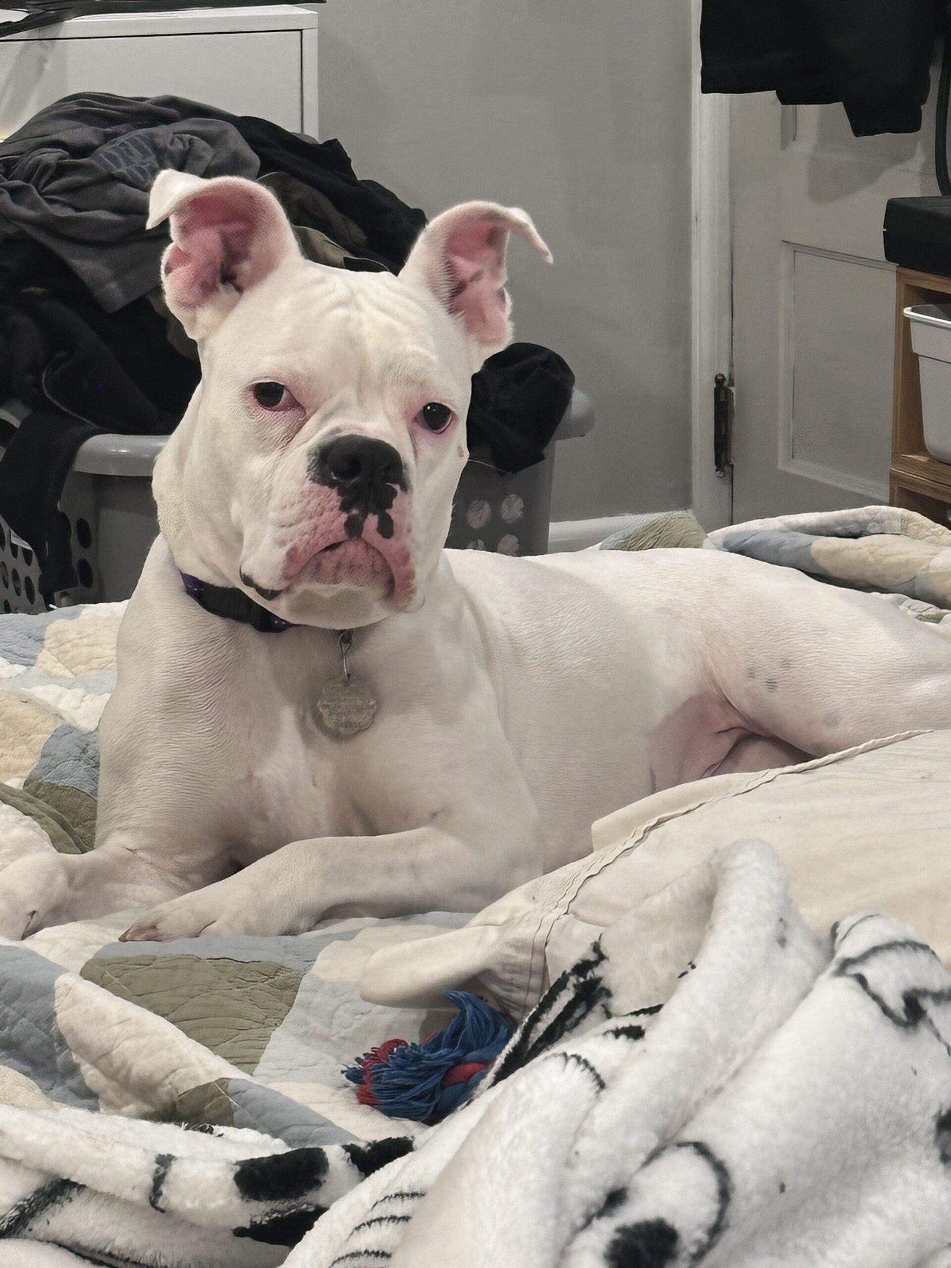 Angel - CH Boxer Rescue