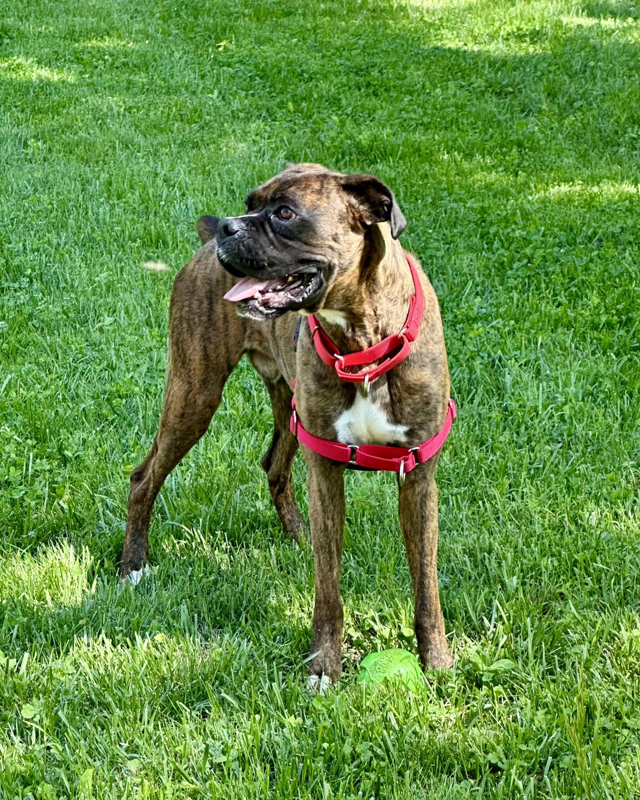 Tiger - CH Boxer Rescue