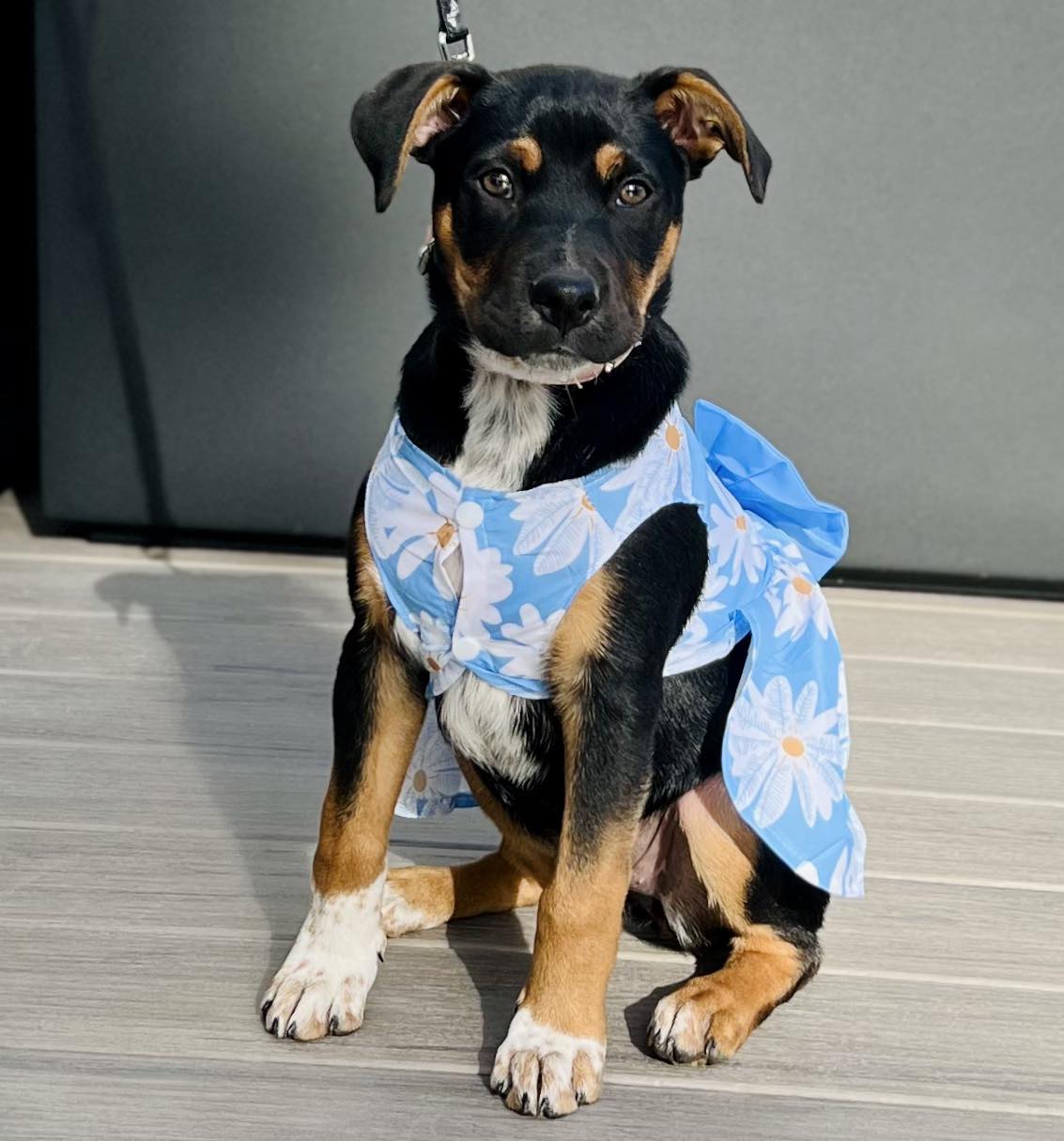 Peanut - CH Boxer Rescue