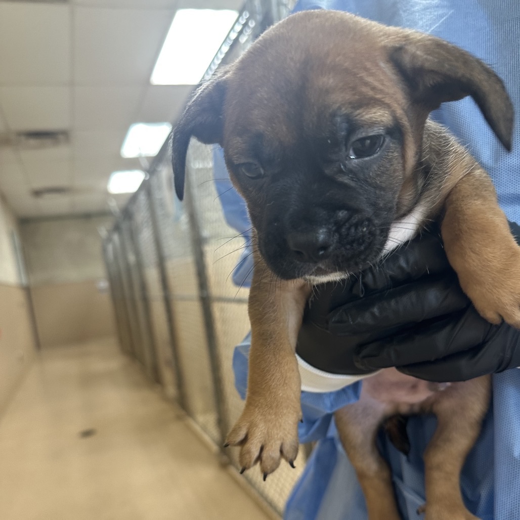 Cosmo - CH Boxer Rescue