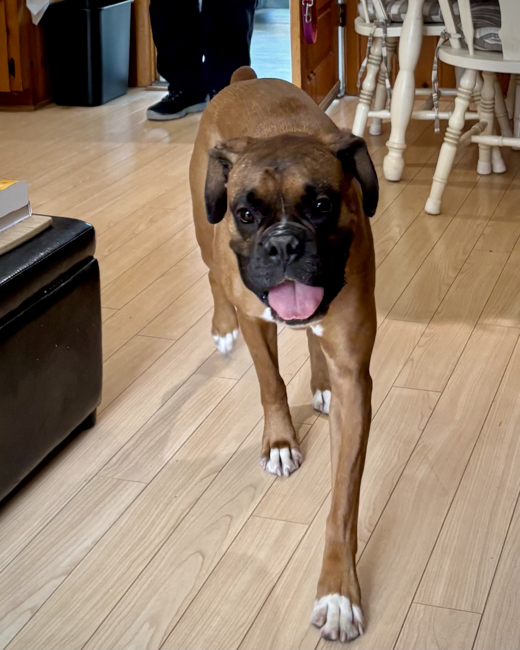 Milo - CH Boxer Rescue