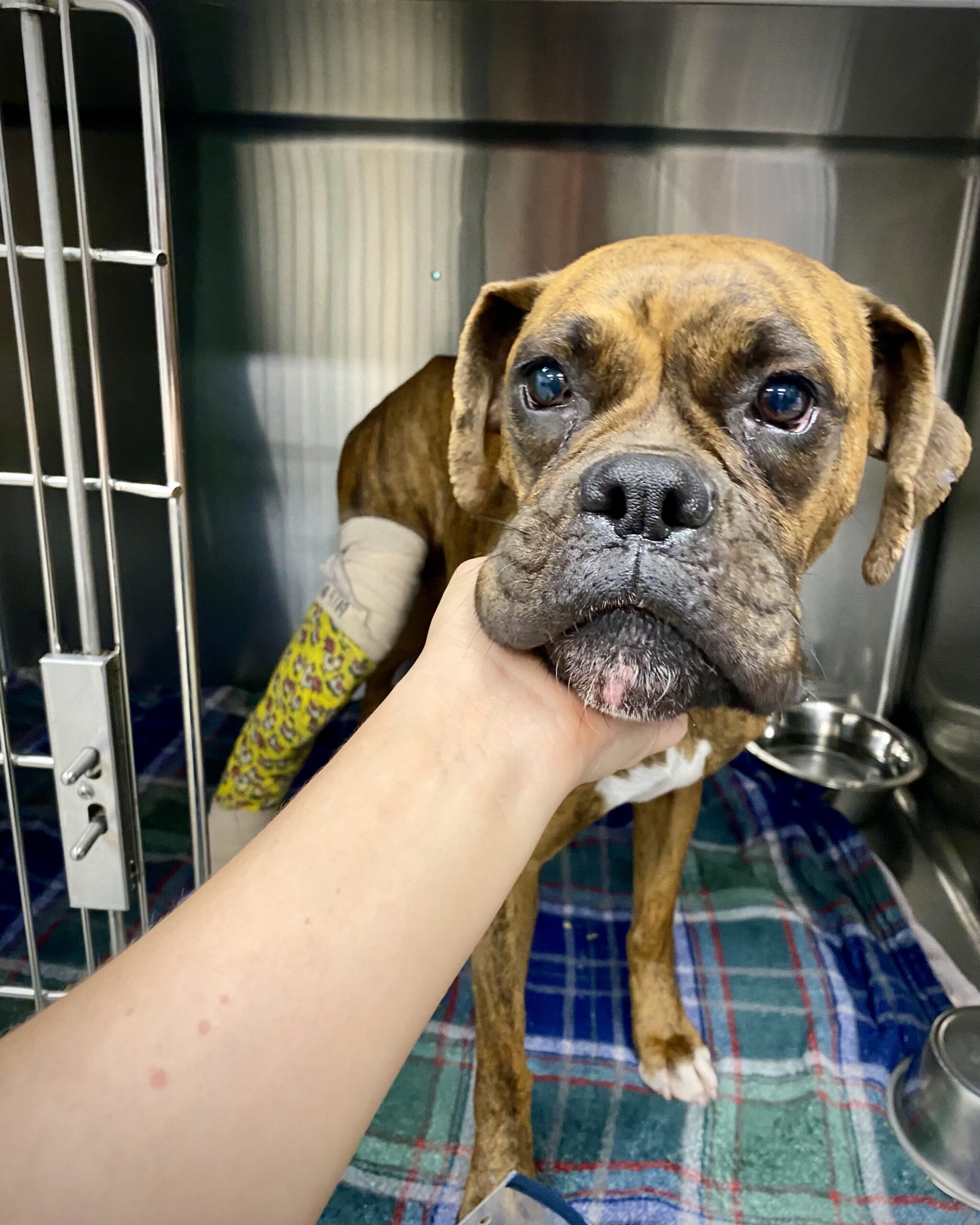 Lucy - CH Boxer Rescue