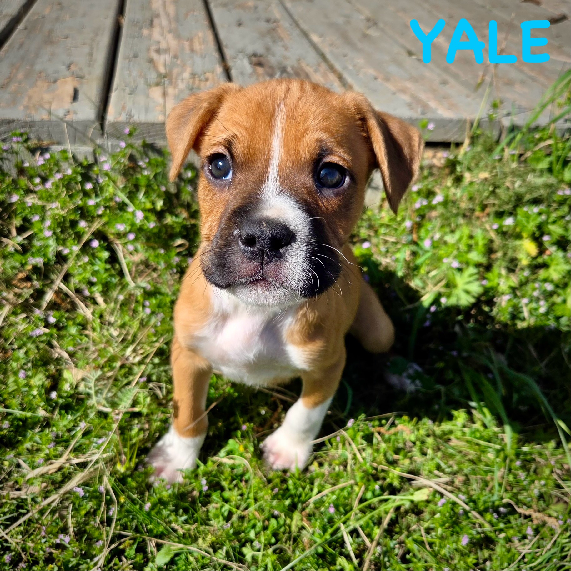 The Why?! Litter - CH Boxer Rescue