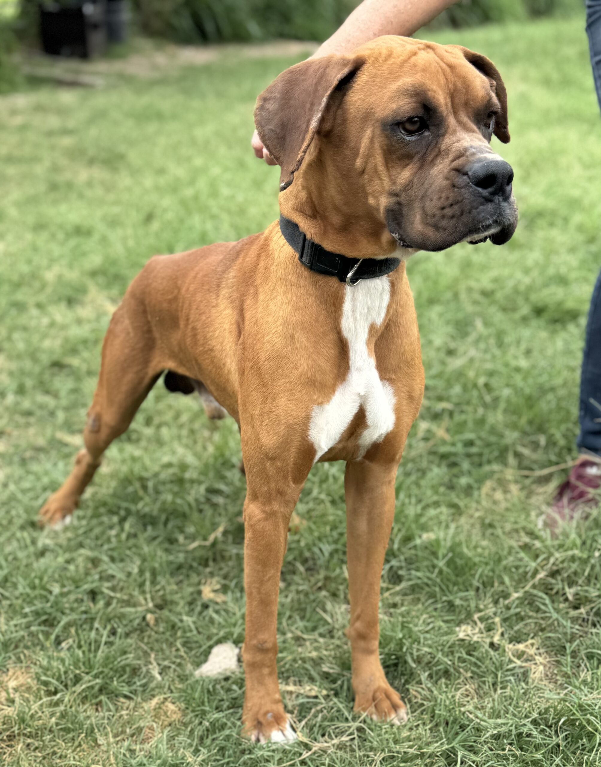 Tucker - CH Boxer Rescue