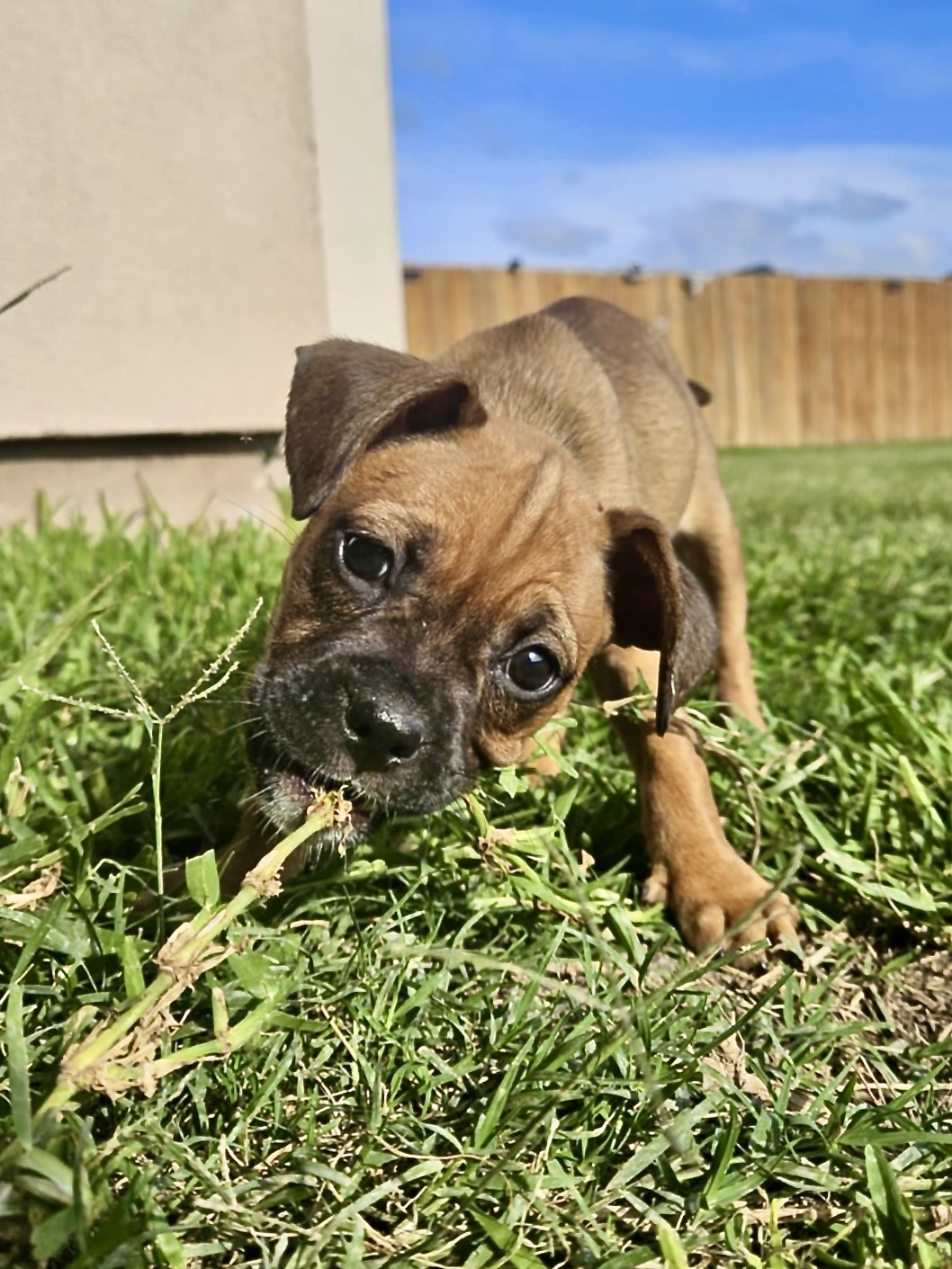 Wanda - CH Boxer Rescue