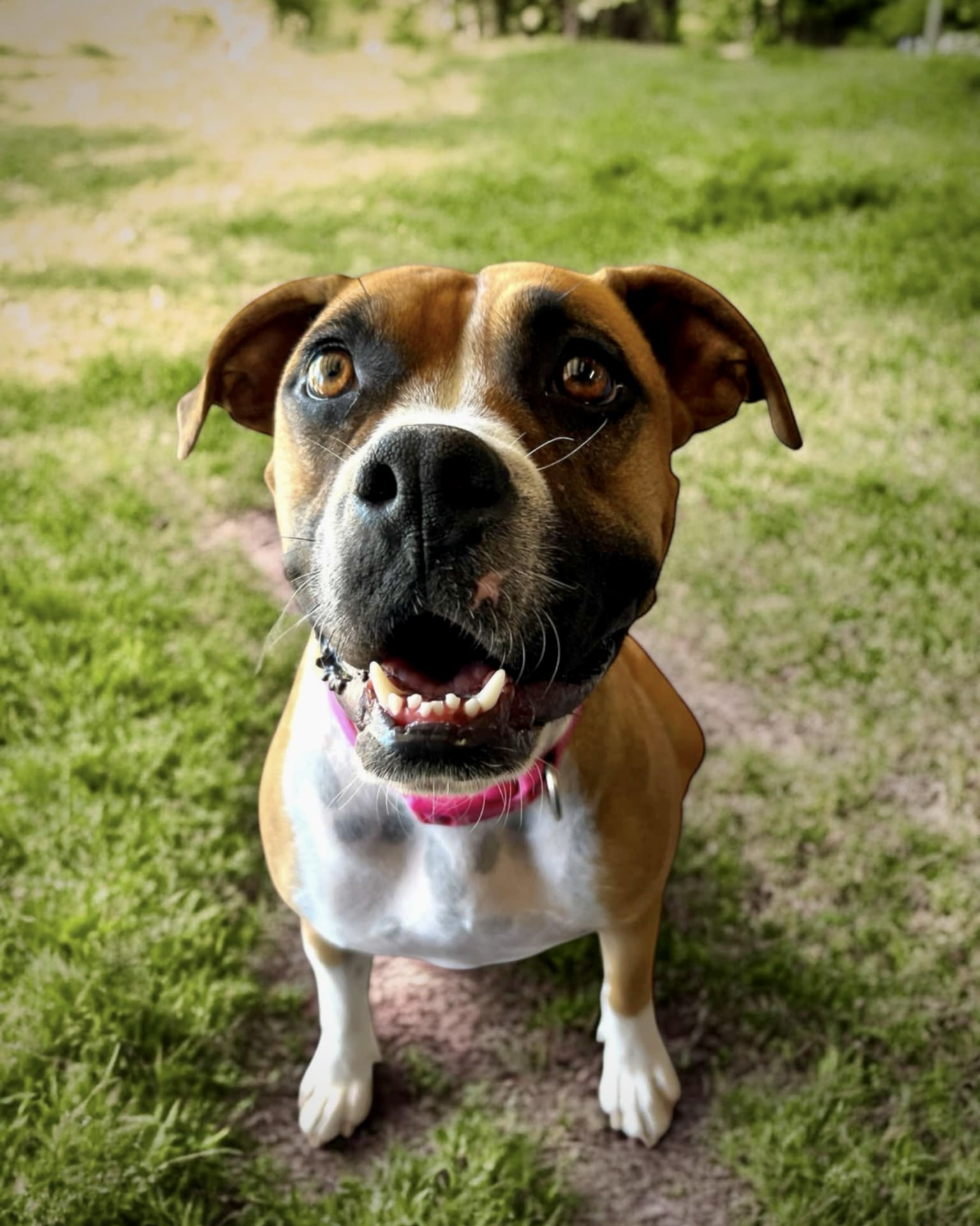 Linda - CH Boxer Rescue