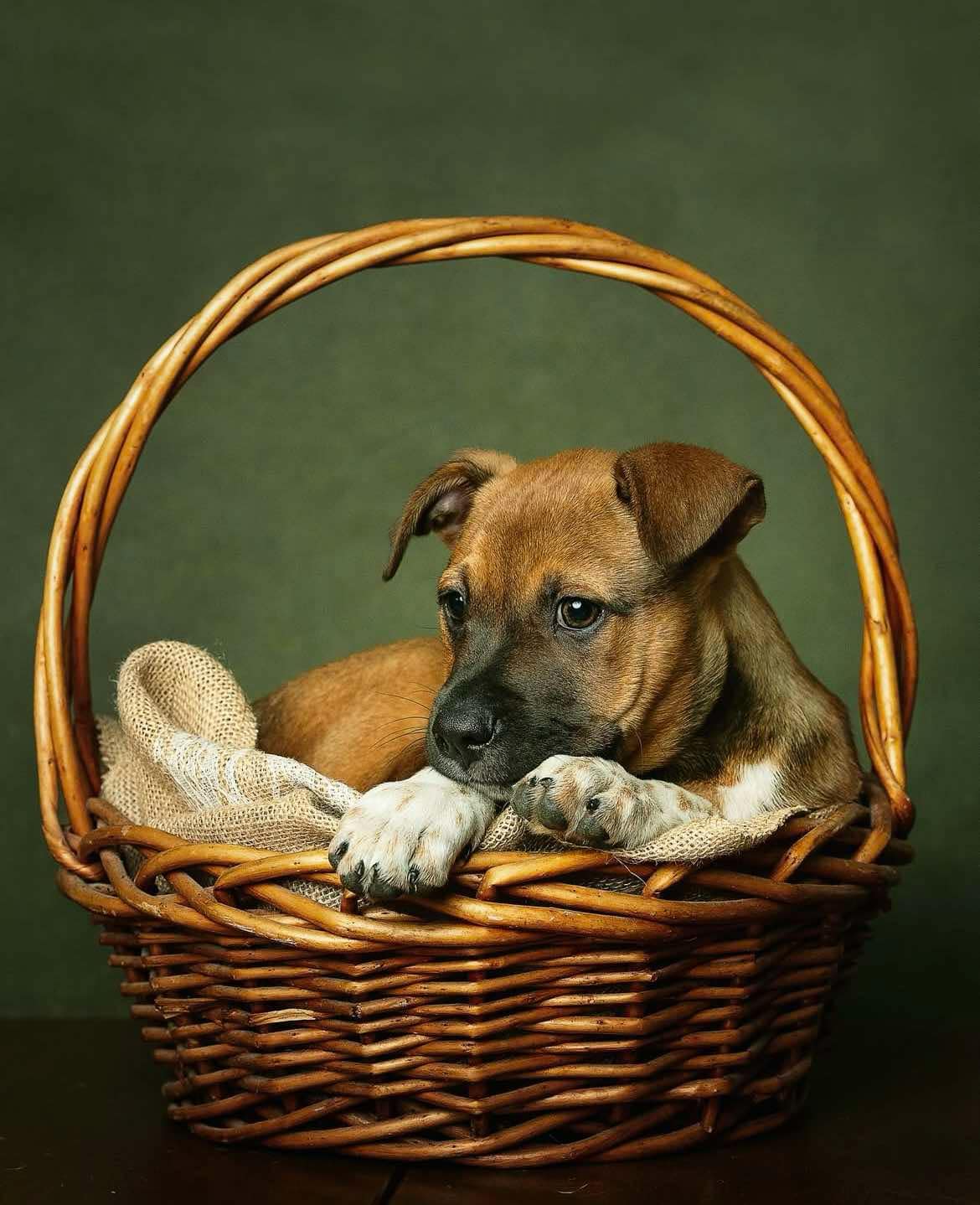 Butter - CH Boxer Rescue