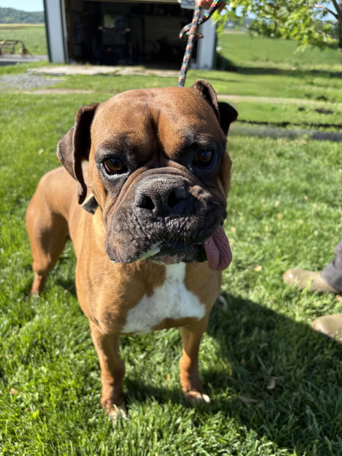 Jackson - CH Boxer Rescue