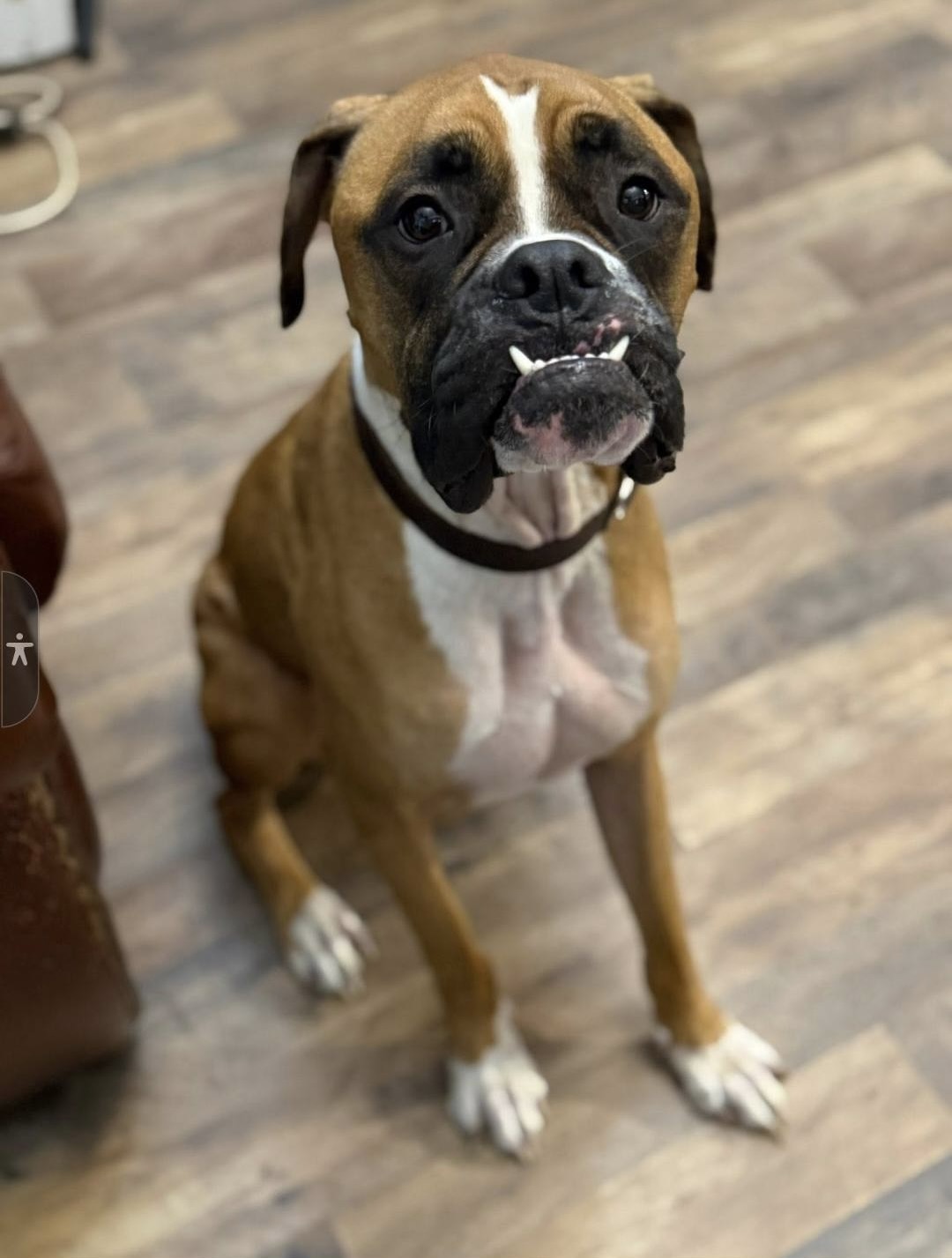 Rooney - CH Boxer Rescue