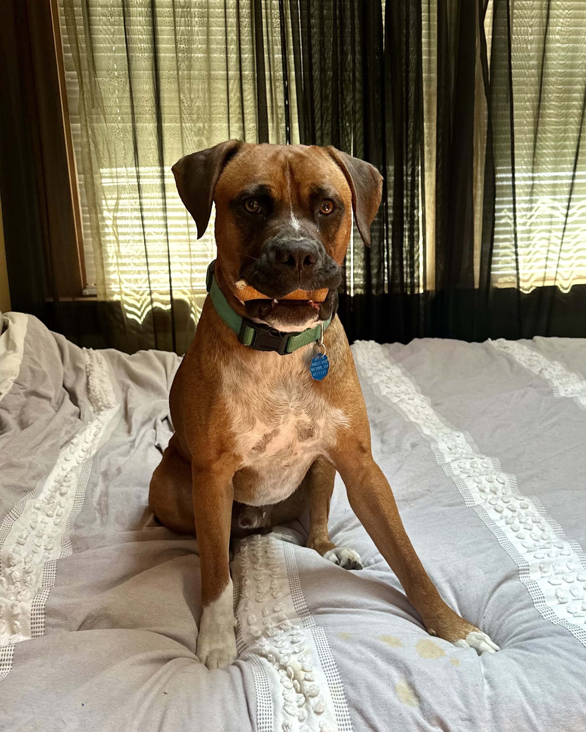 Ezra - CH Boxer Rescue