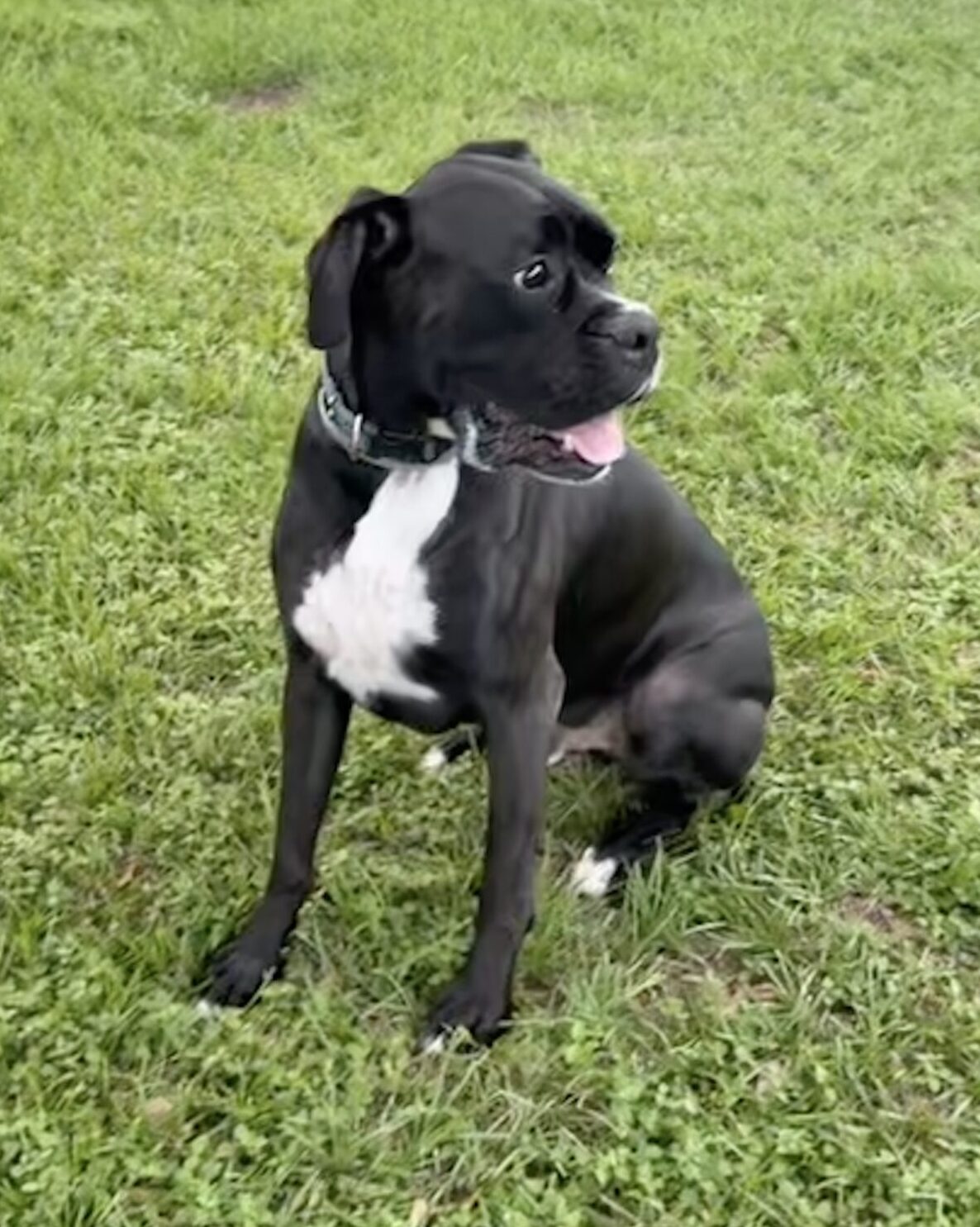 Eli - CH Boxer Rescue