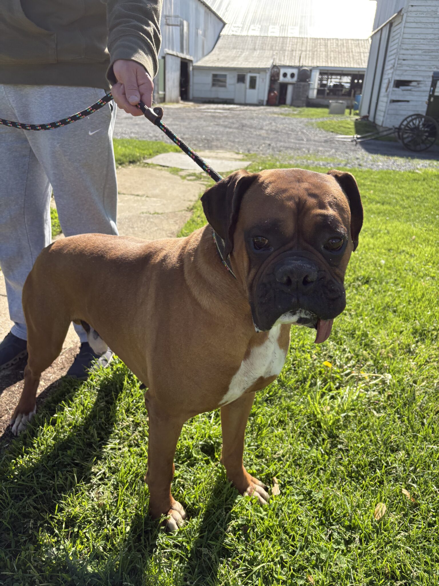 Jackson - CH Boxer Rescue