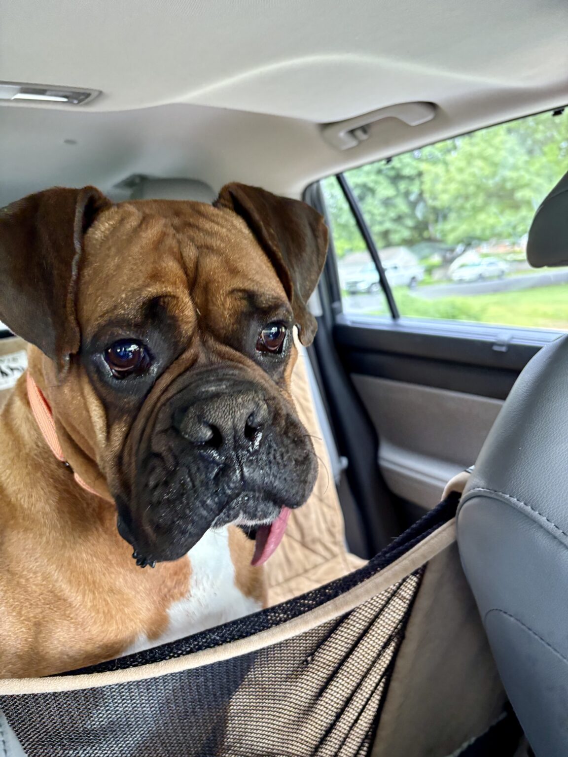 Jackson - CH Boxer Rescue