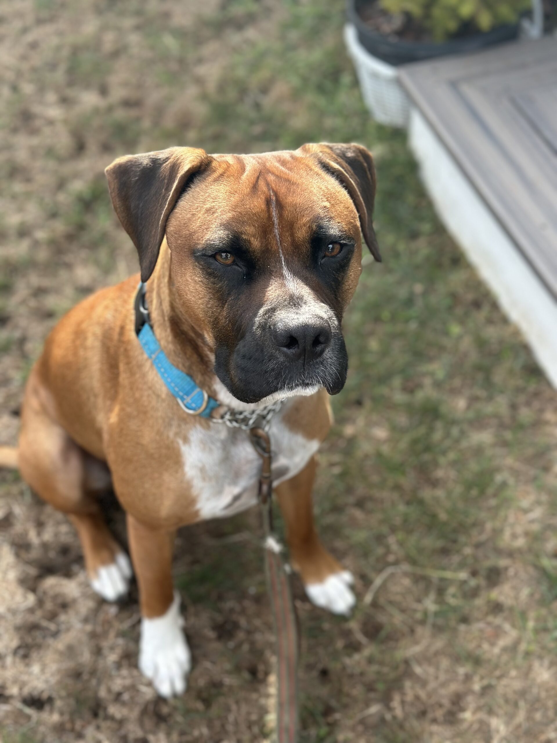 Ezra - CH Boxer Rescue