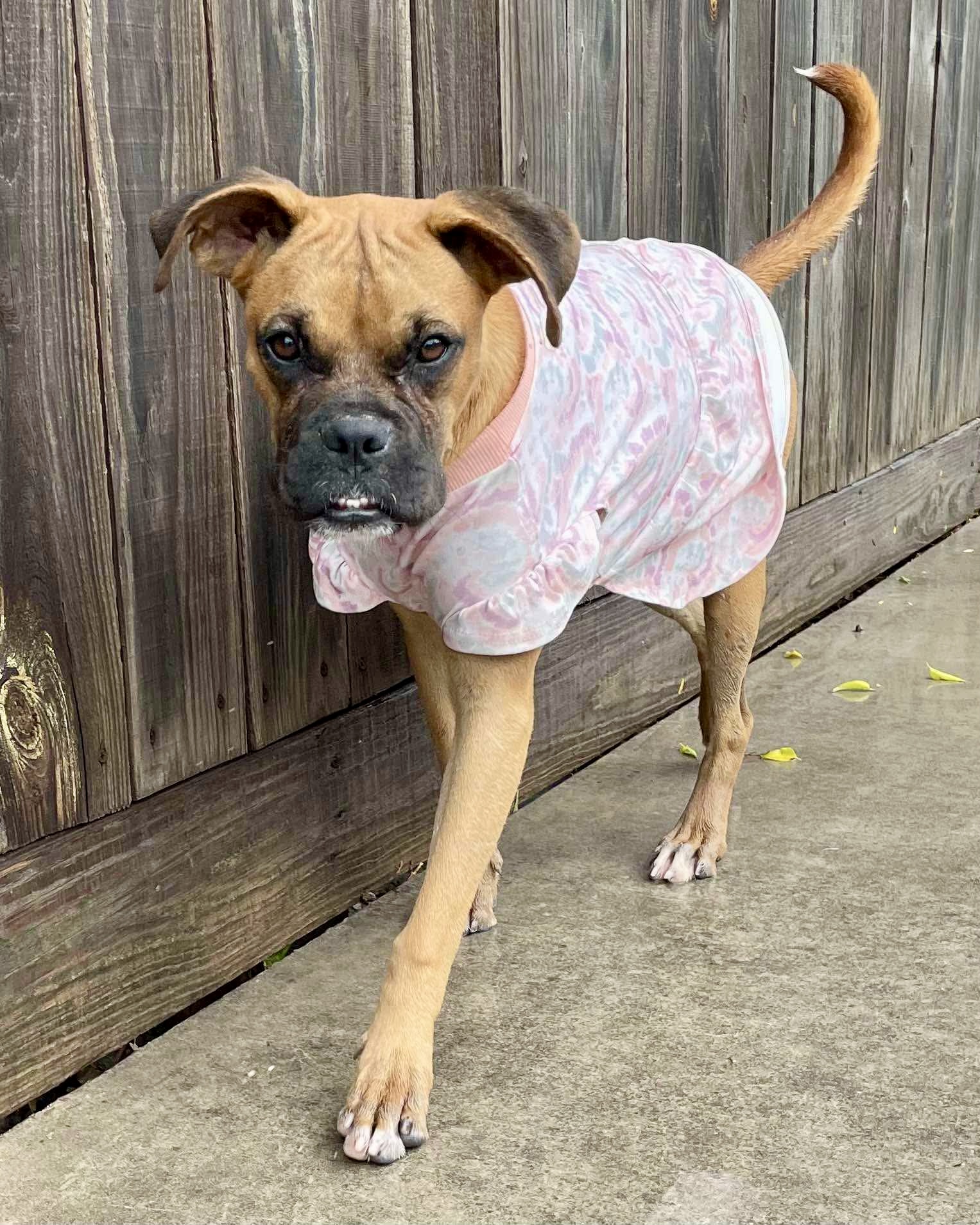 Pippa - CH Boxer Rescue
