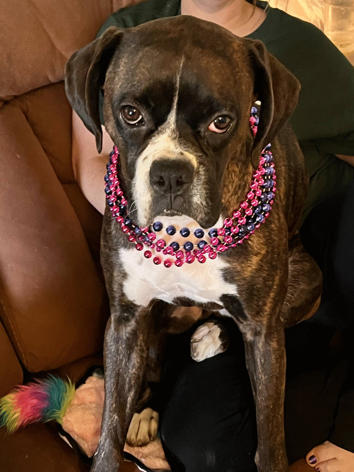 Boss - CH Boxer Rescue