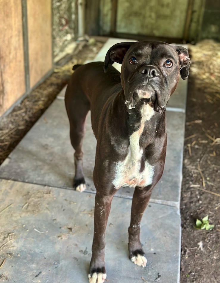 Cecil - CH Boxer Rescue
