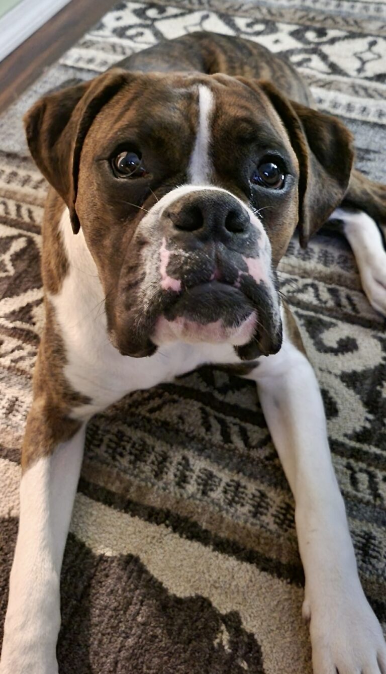 Cooper CT - CH Boxer Rescue