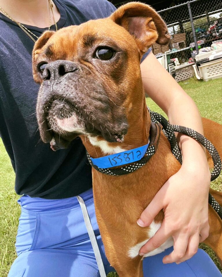 Baxter - CH Boxer Rescue