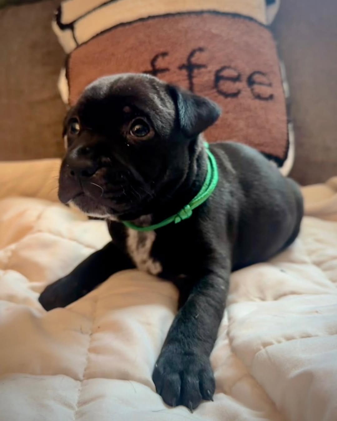 Brewer-Male - CH Boxer Rescue