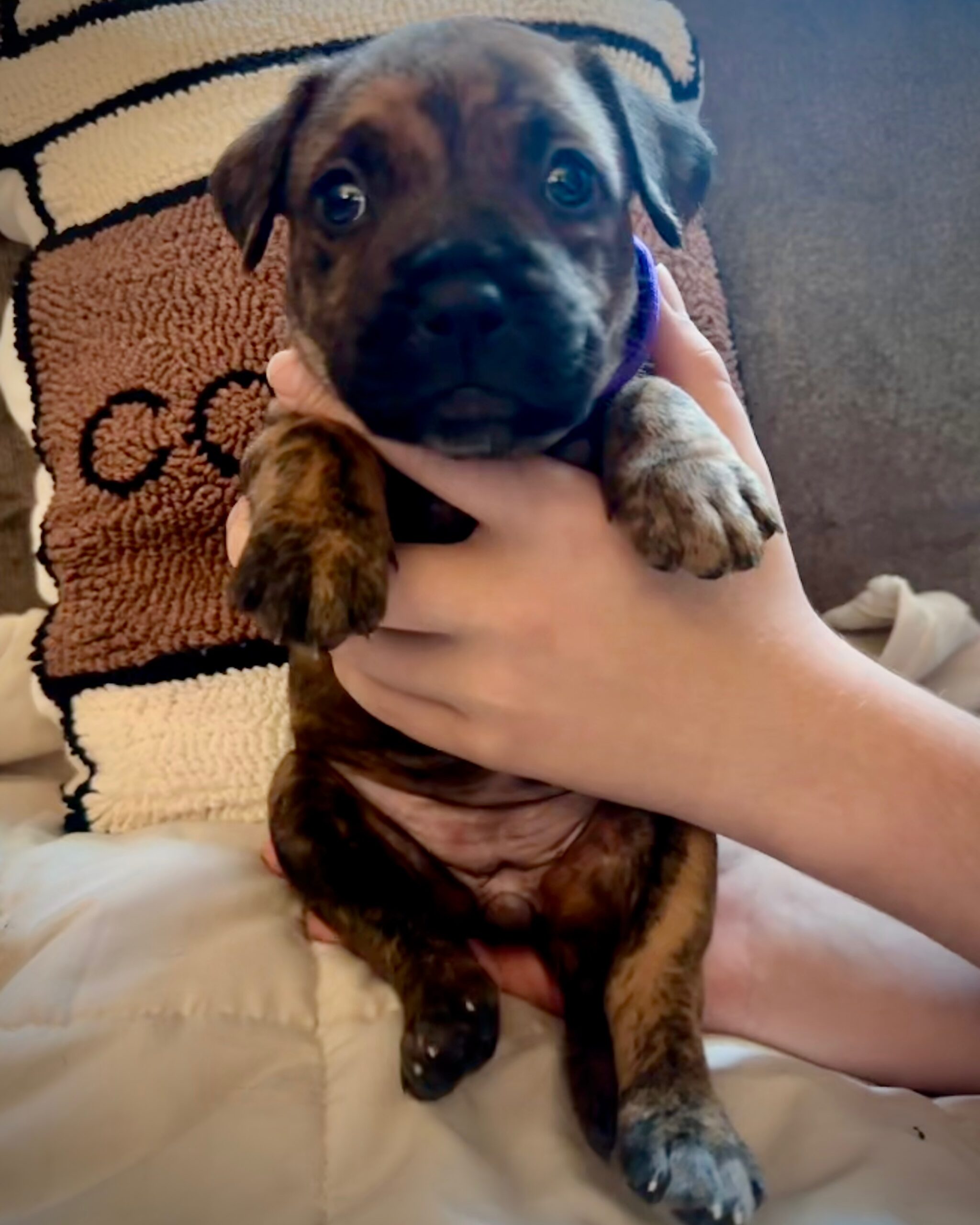 Mocha- Female - CH Boxer Rescue