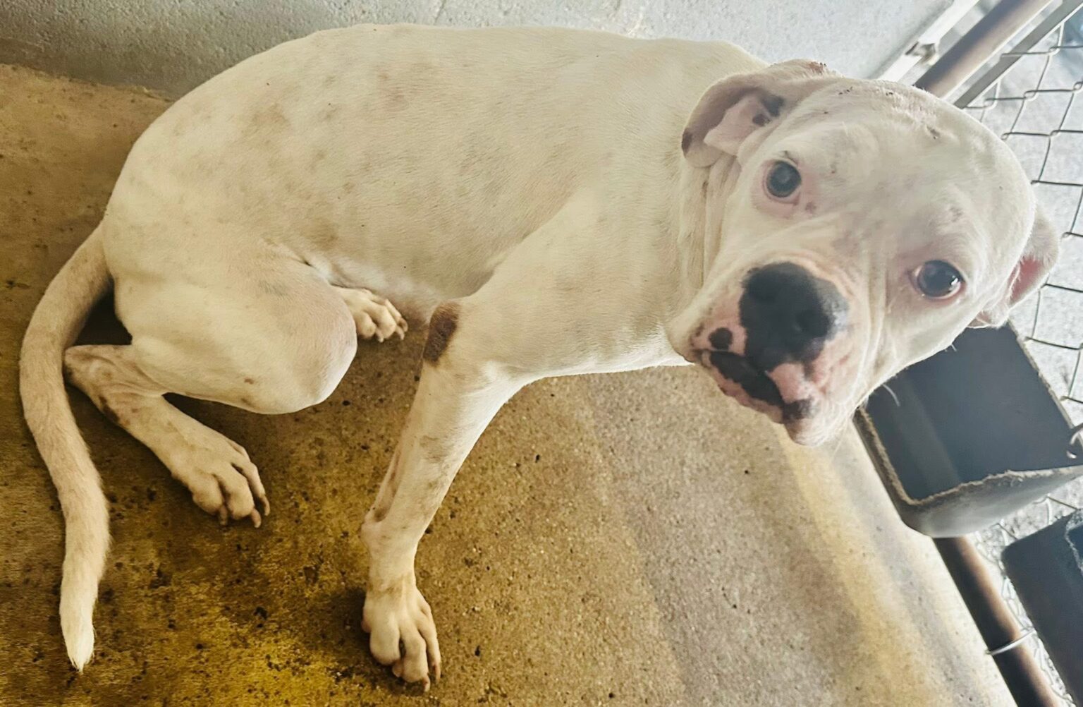 Lumi - CH Boxer Rescue