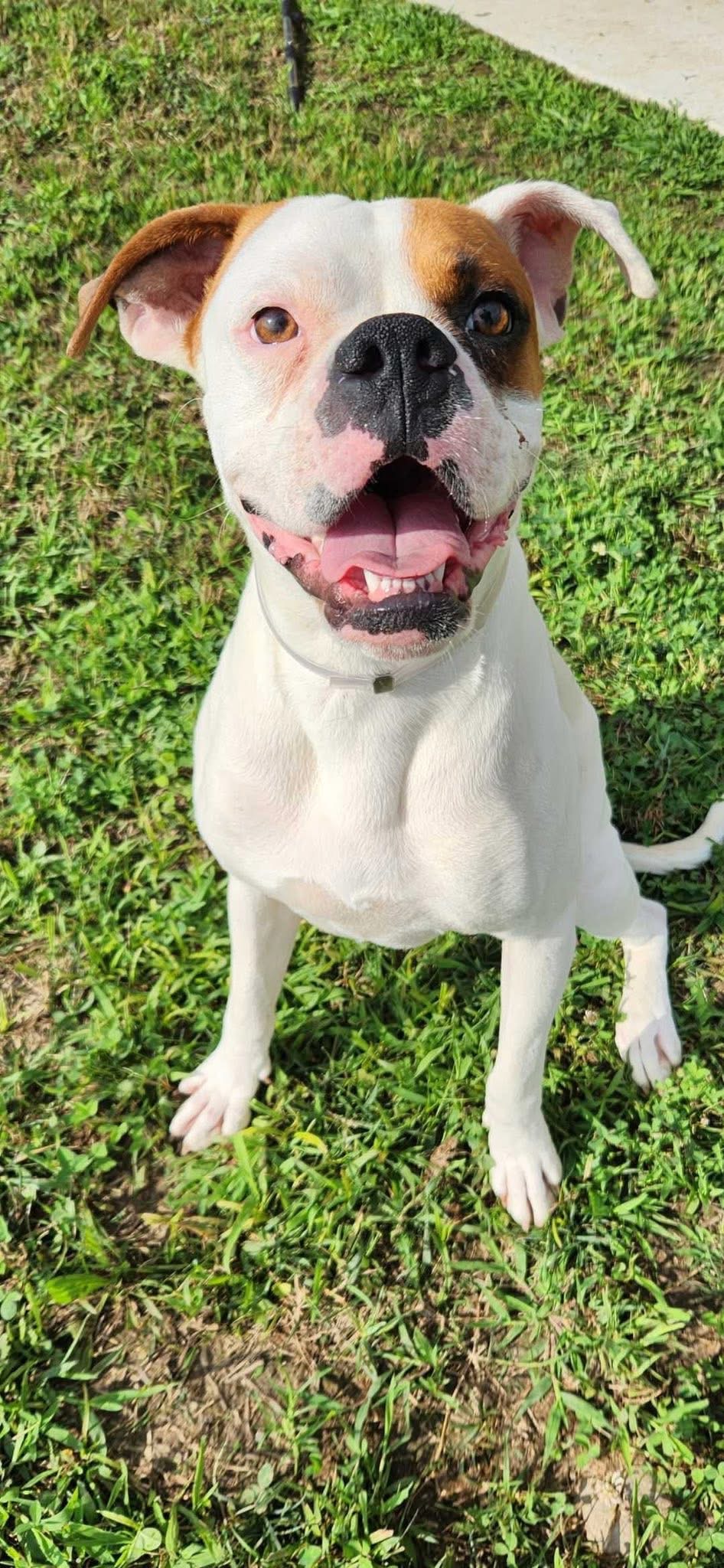 Kongo - CH Boxer Rescue