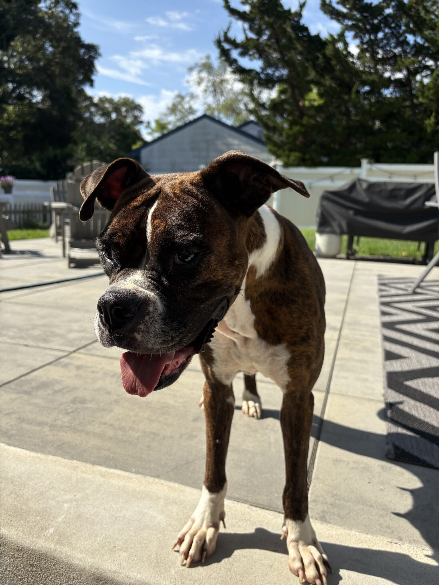 Mitzi - CH Boxer Rescue