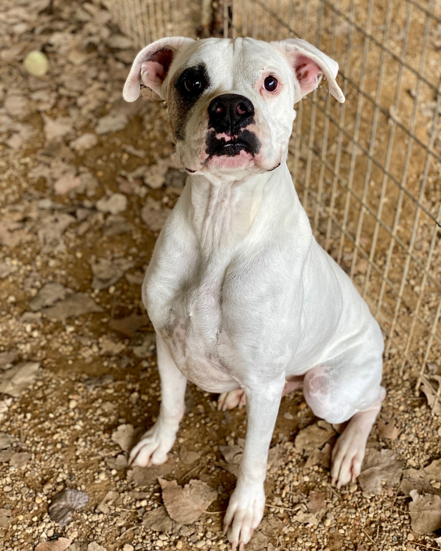 Kayman - CH Boxer Rescue