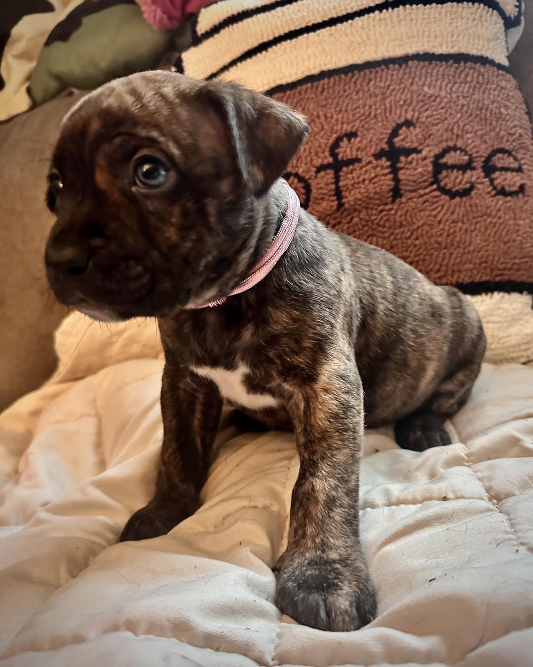 Latte- Female - CH Boxer Rescue