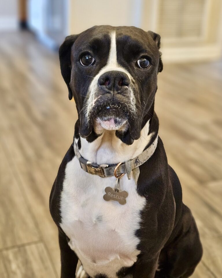 Pixie - CH Boxer Rescue
