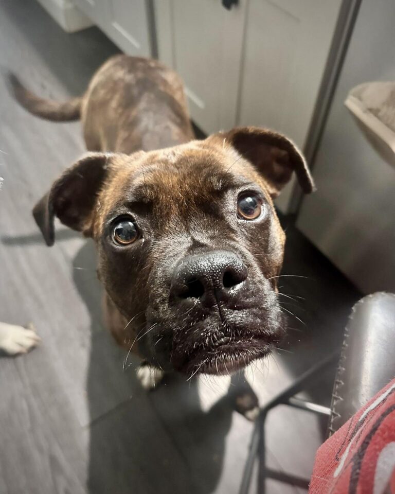 Zena - CH Boxer Rescue