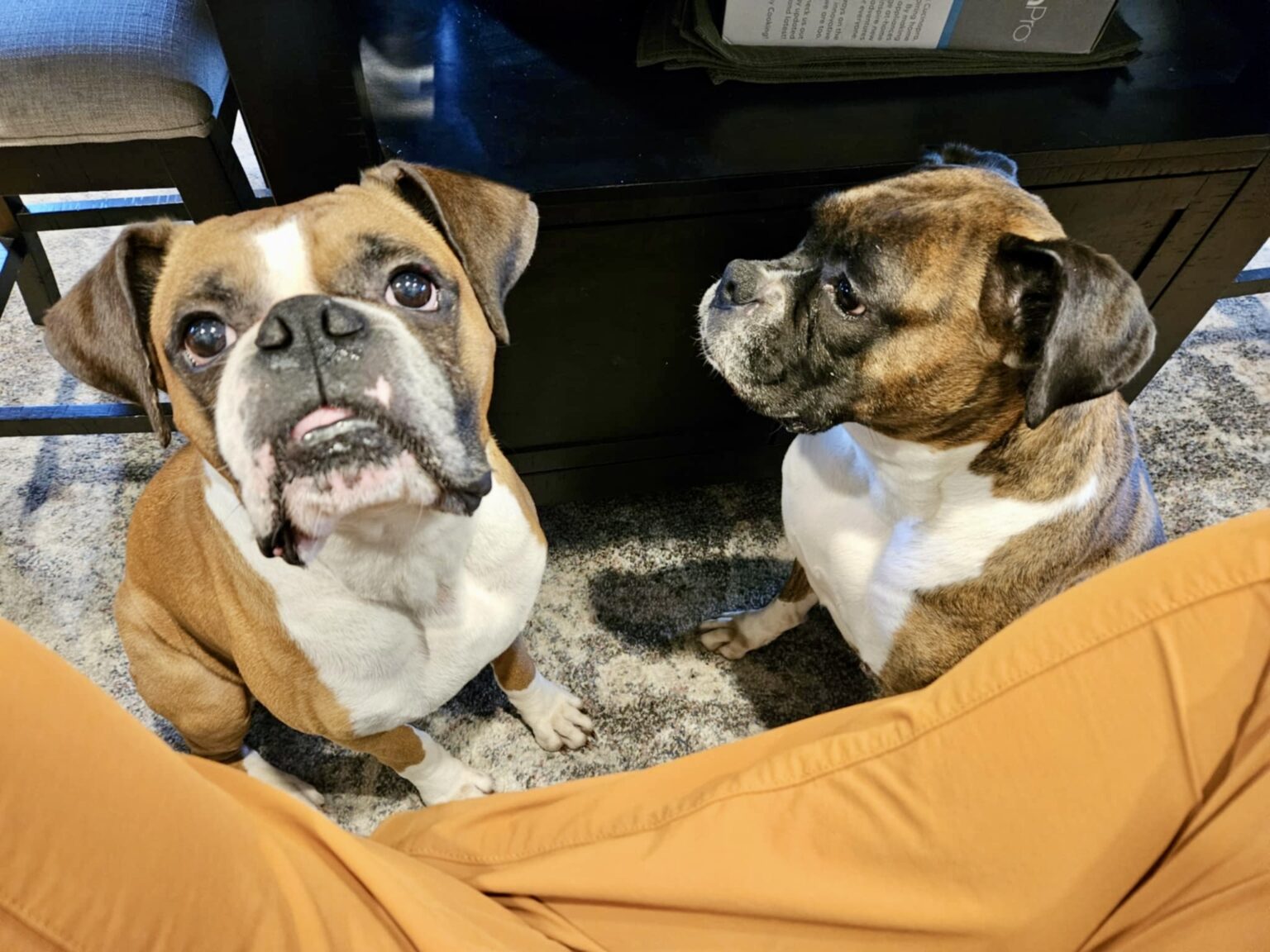 Riley & Harley - CH Boxer Rescue