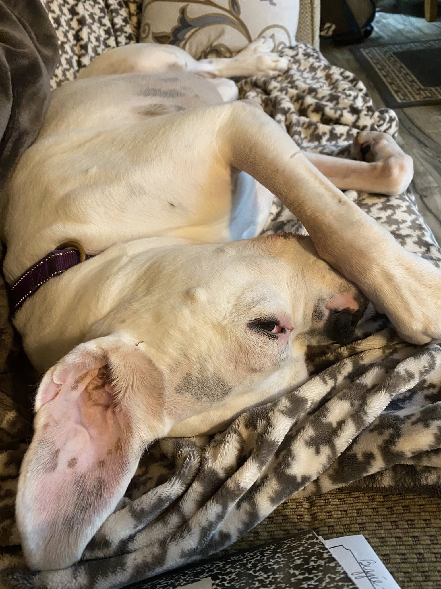 Millie - CH Boxer Rescue