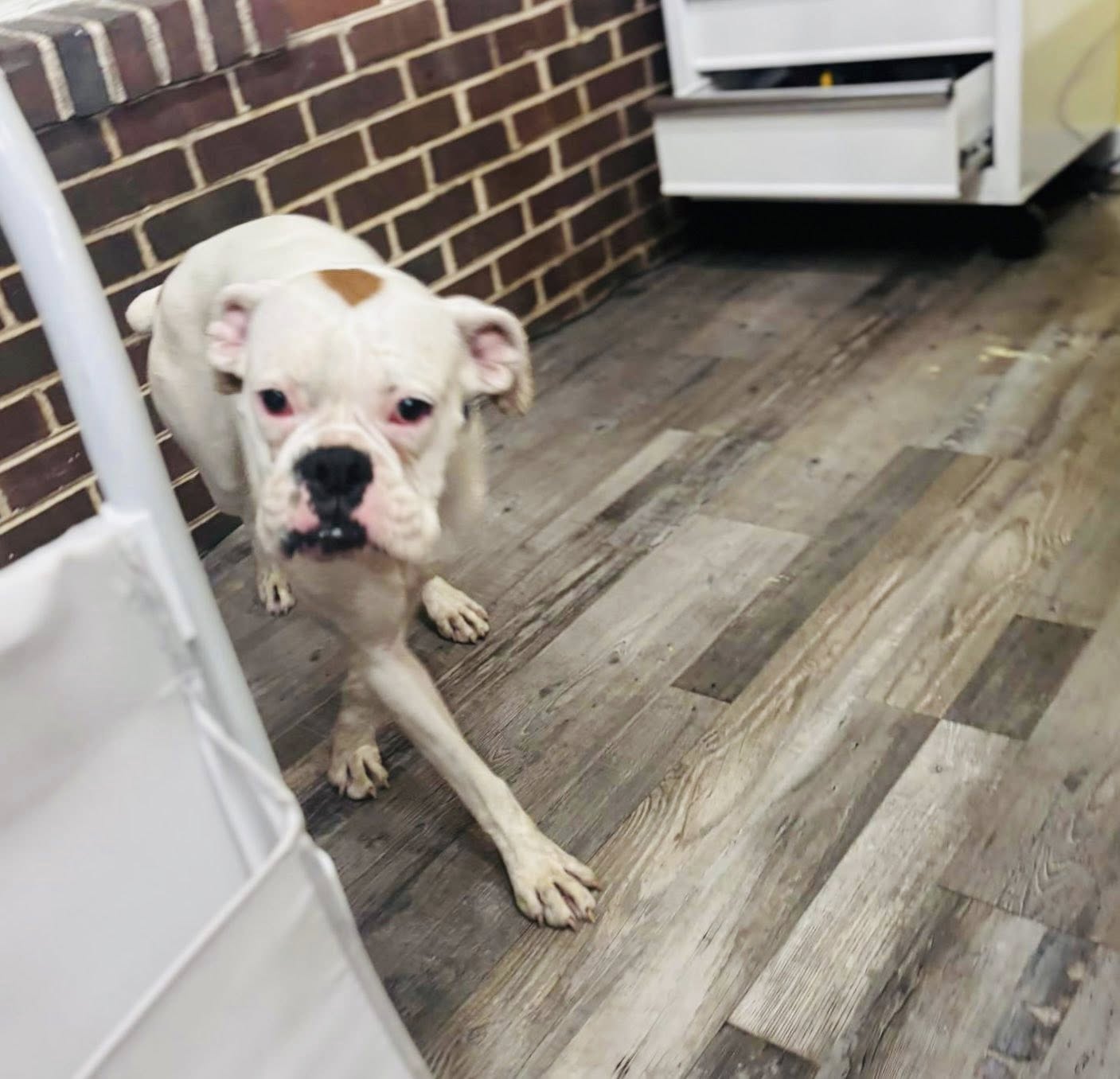 Millie - CH Boxer Rescue