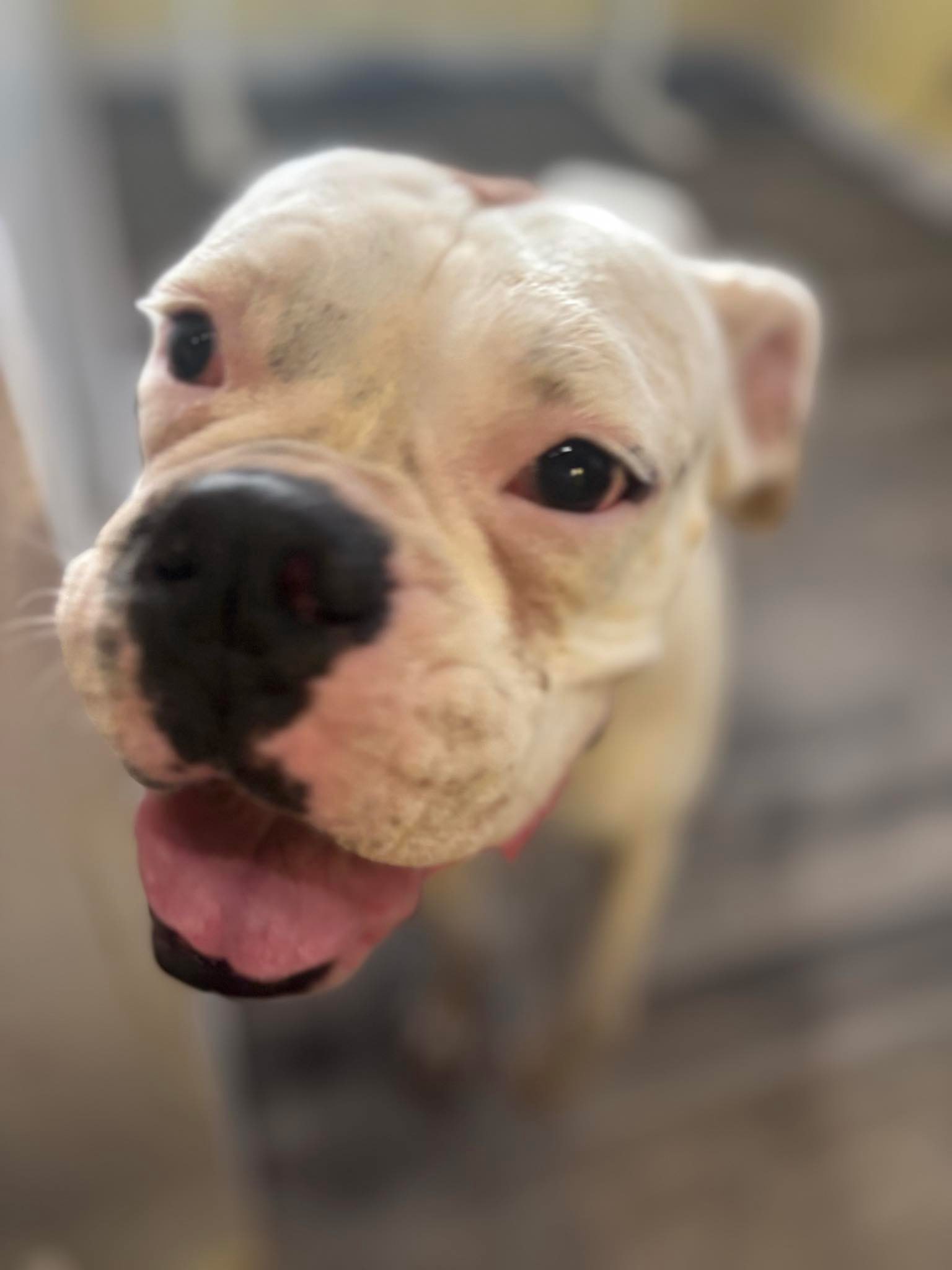 Millie - CH Boxer Rescue