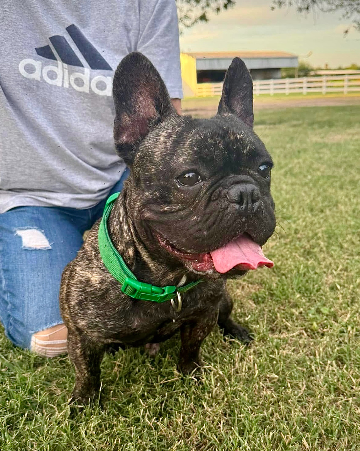 Big Mac - CH Boxer Rescue