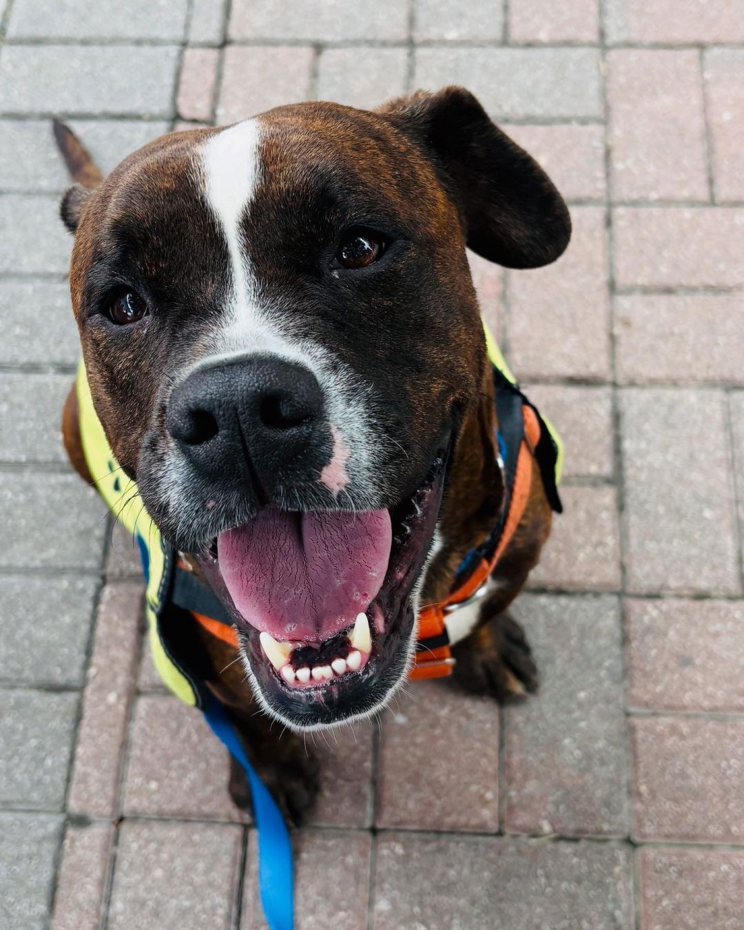 Claire - CH Boxer Rescue