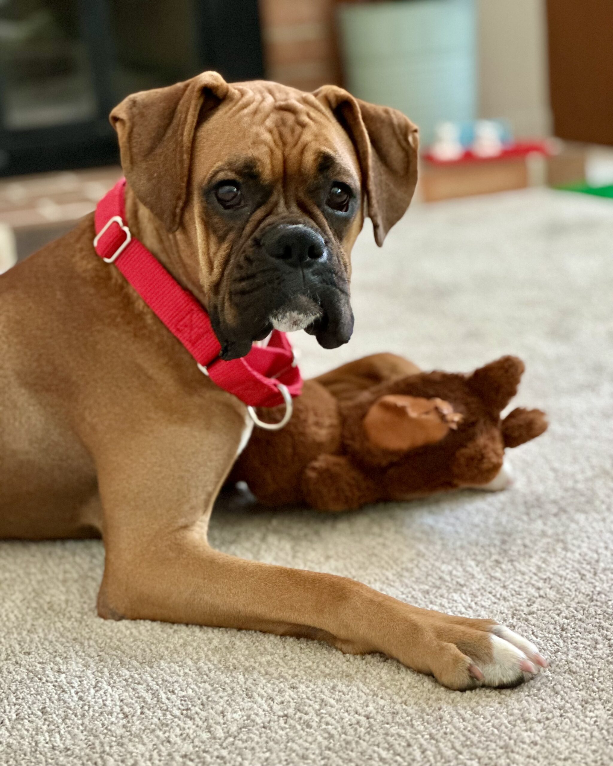 Second Chance Boxer Rescue