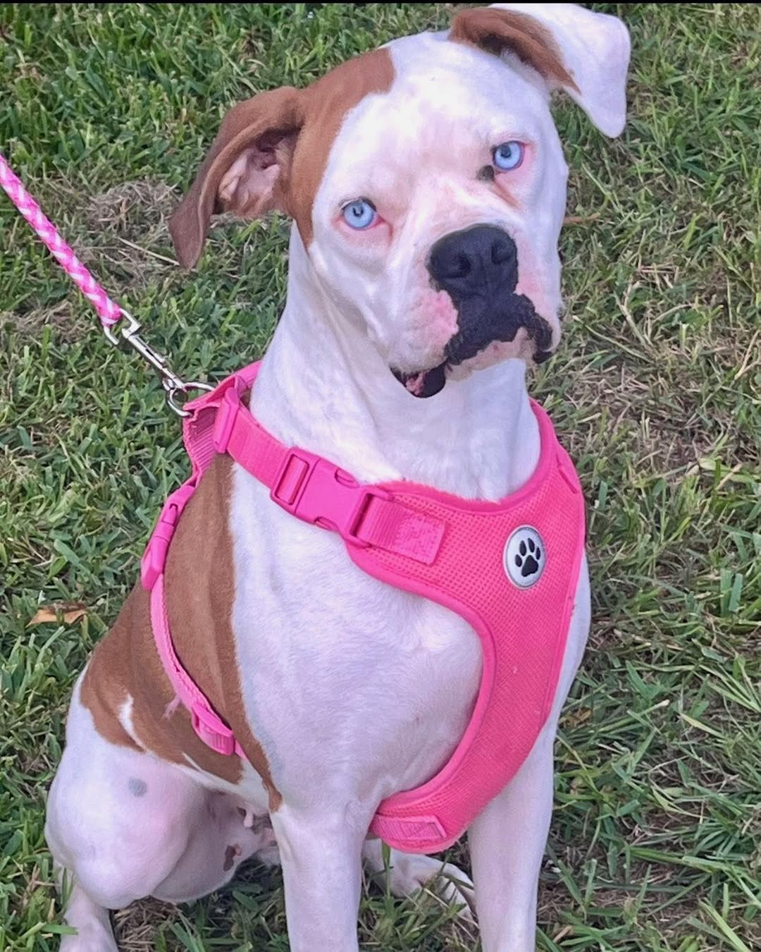 Storm - CH Boxer Rescue