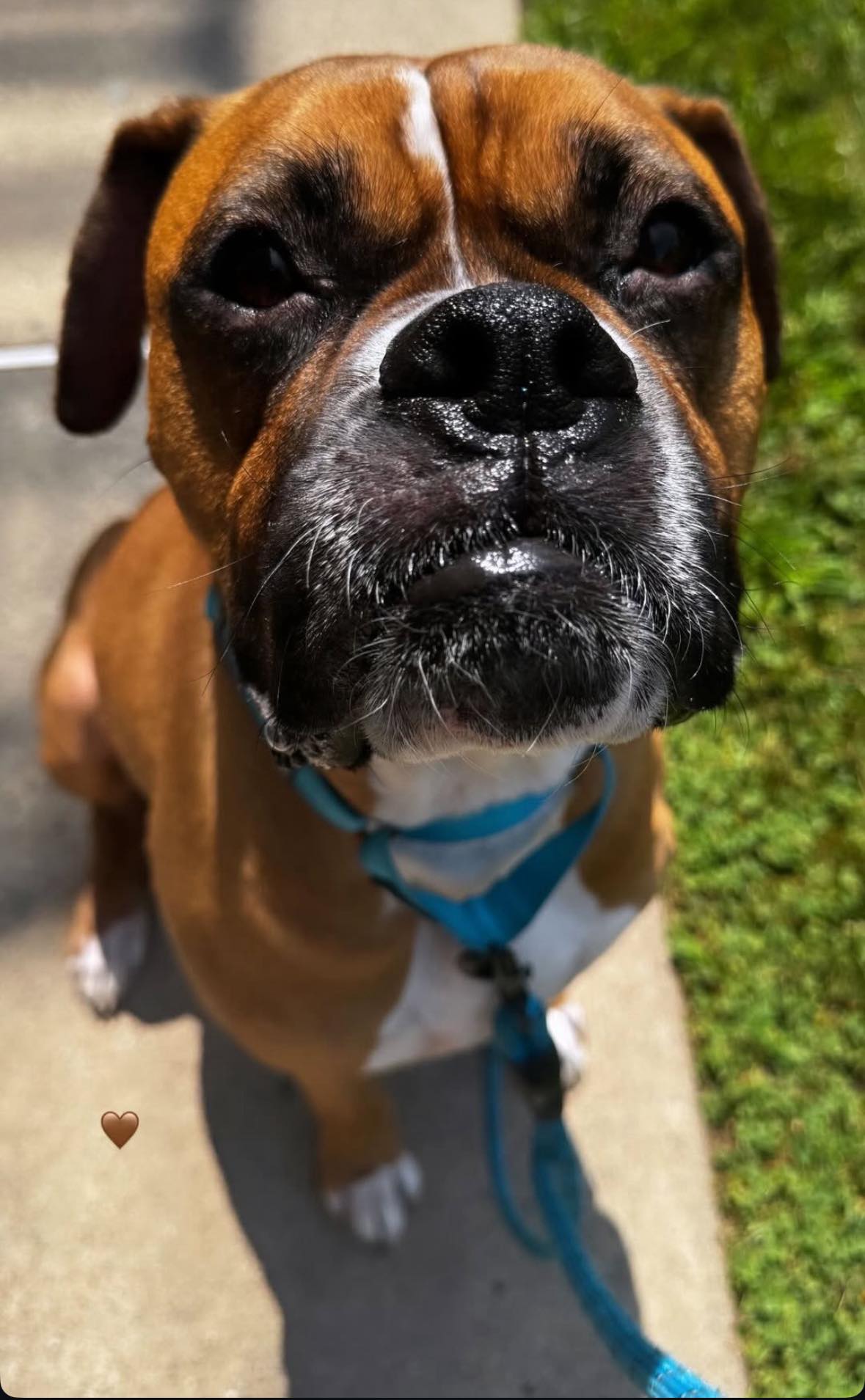 Tater - CH Boxer Rescue